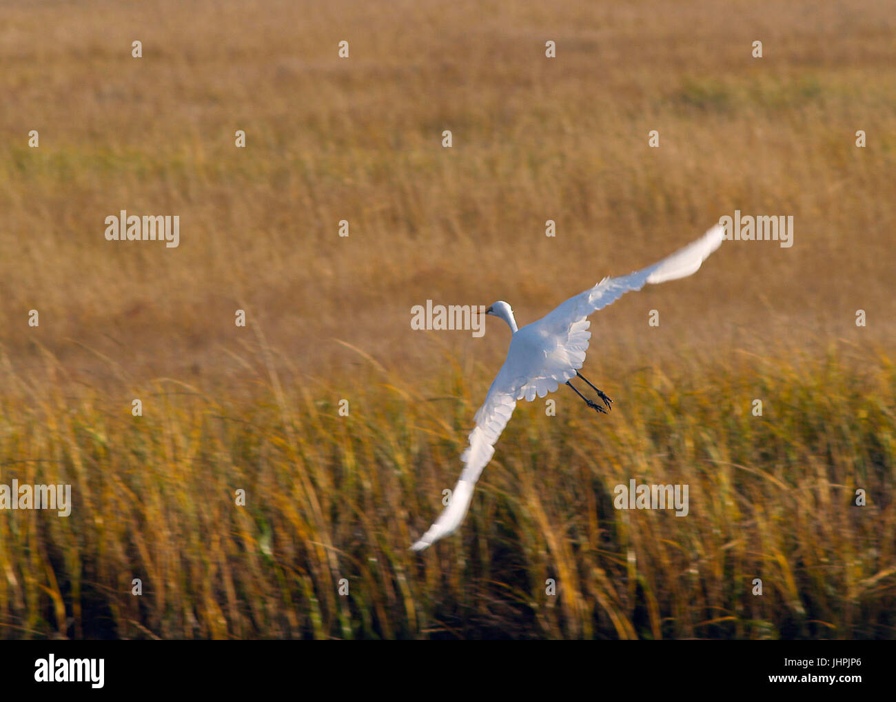 Two brants hi-res stock photography and images - Alamy