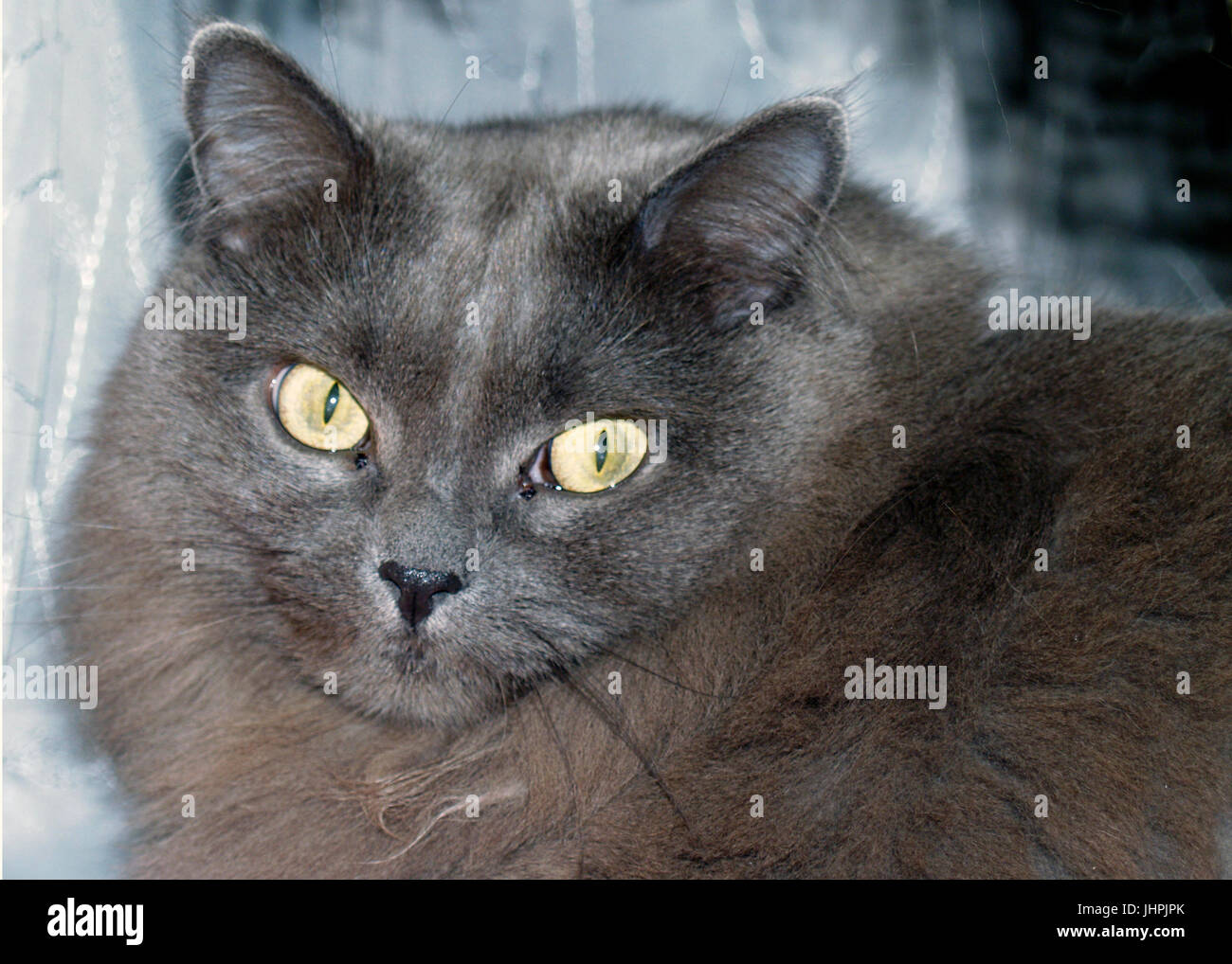 Two brants hi-res stock photography and images - Alamy