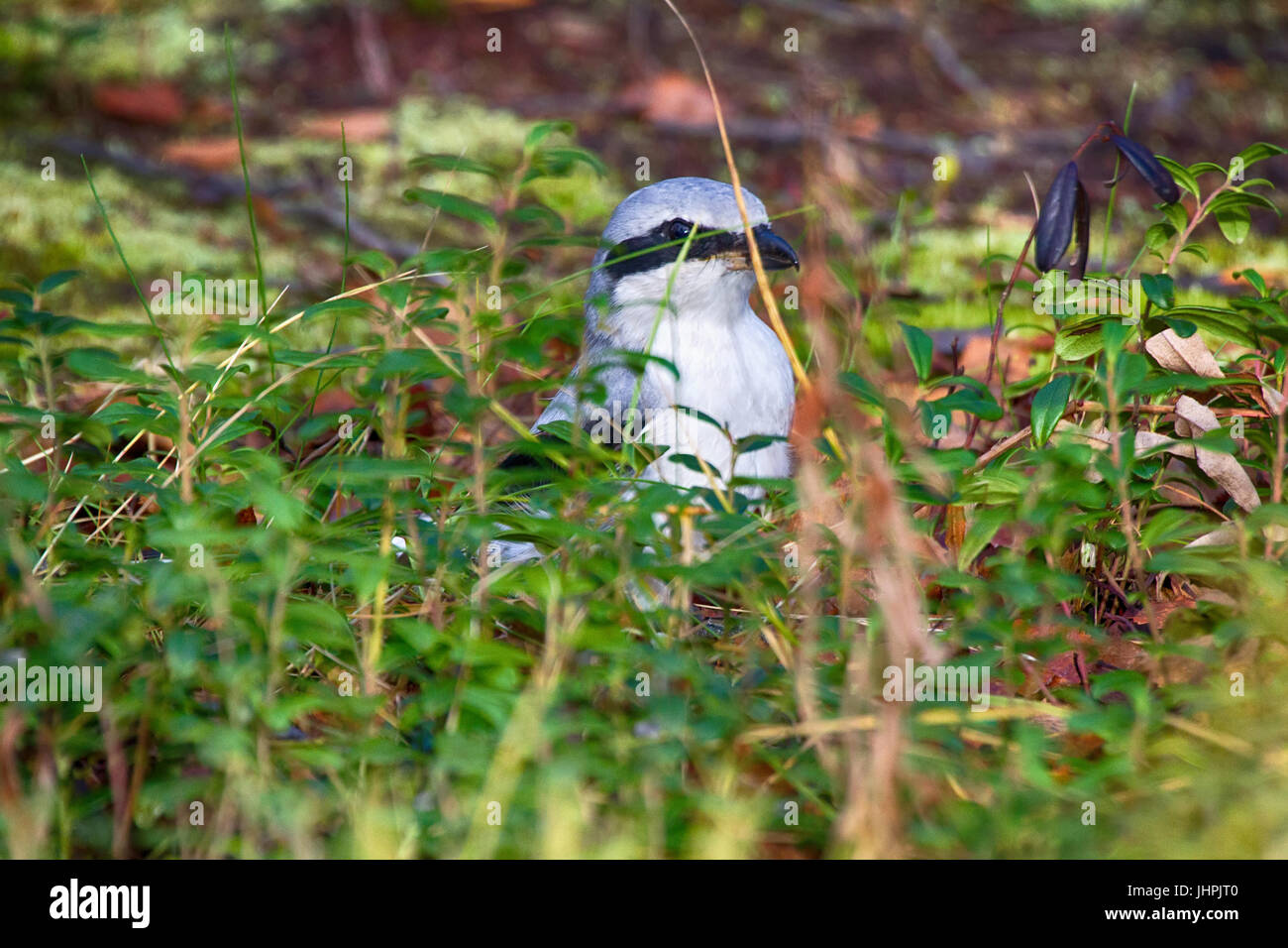 Predatory passerine birds. Butcher-bird (Lanius excubitor) in search of ...
