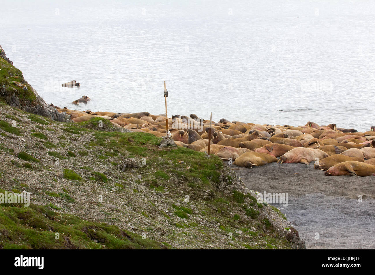 Scientific work. Rookery of rare Atlantic walrus is under control of ...