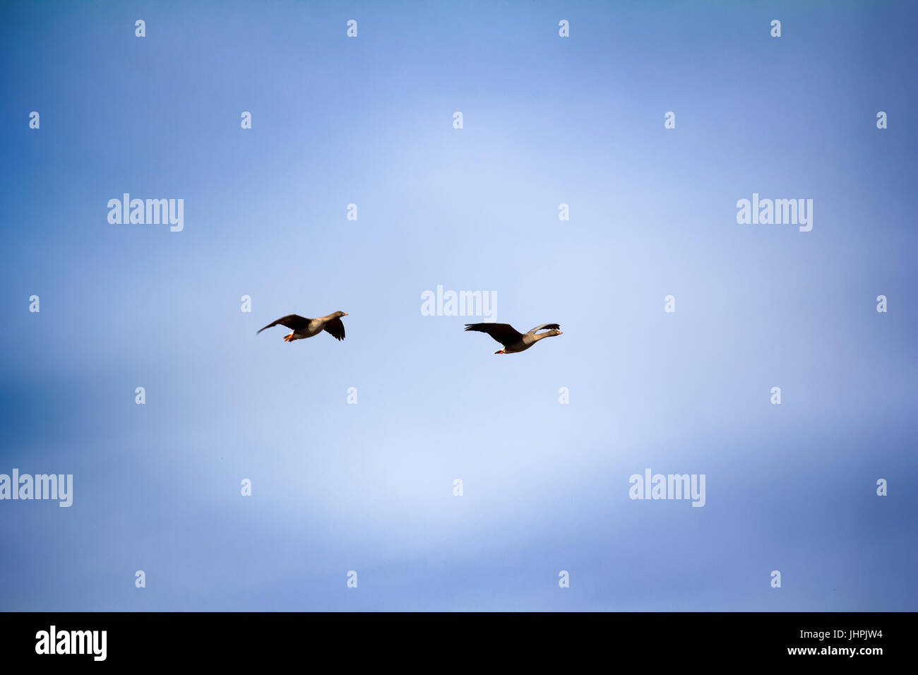Bean goose anser fabalis flock flying hi-res stock photography and ...