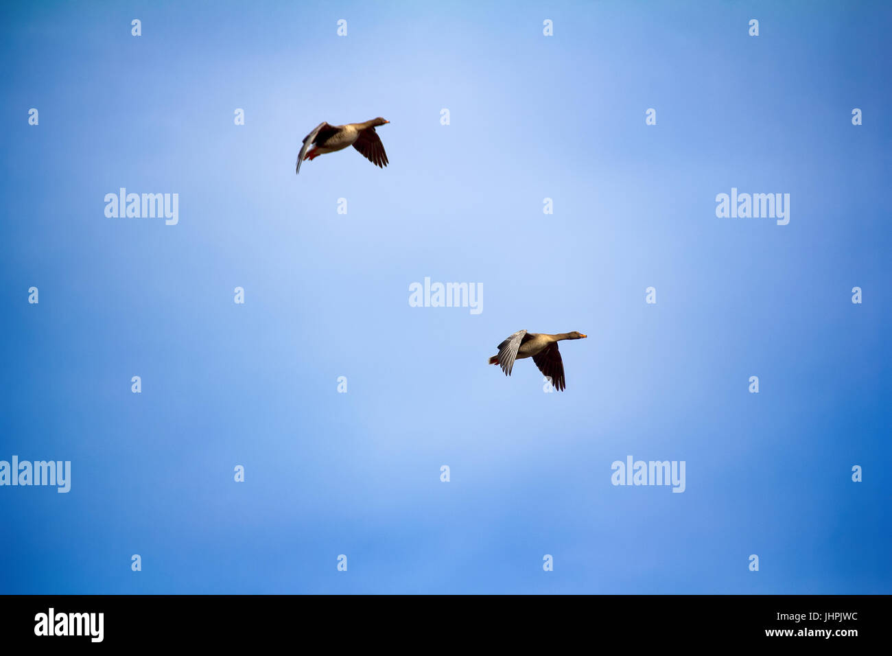 Forest-breeding bean goose (Anser fabalis fabalis) - flock (male is ...