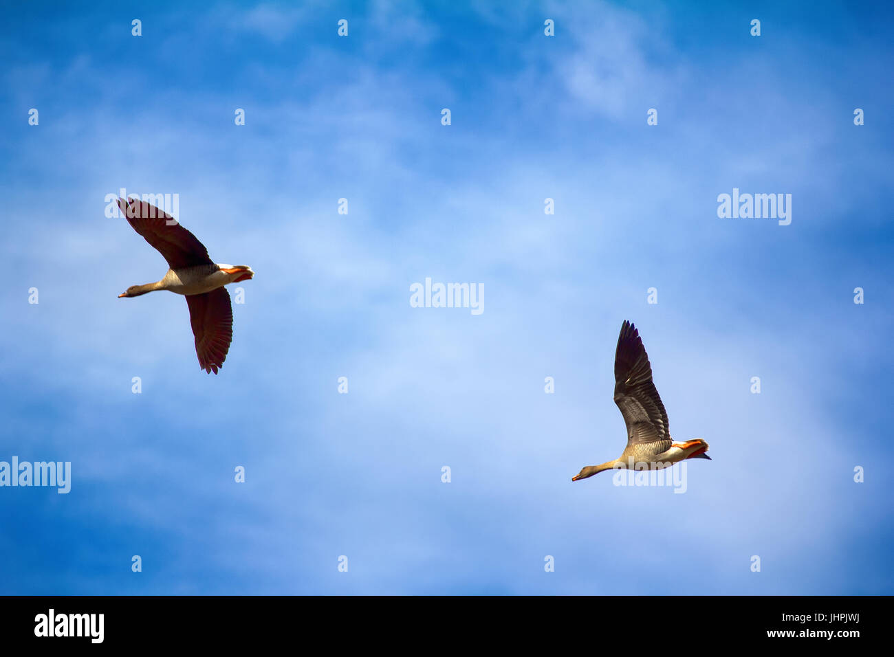 Forest-breeding bean goose (Anser fabalis fabalis) - couple (male is ...