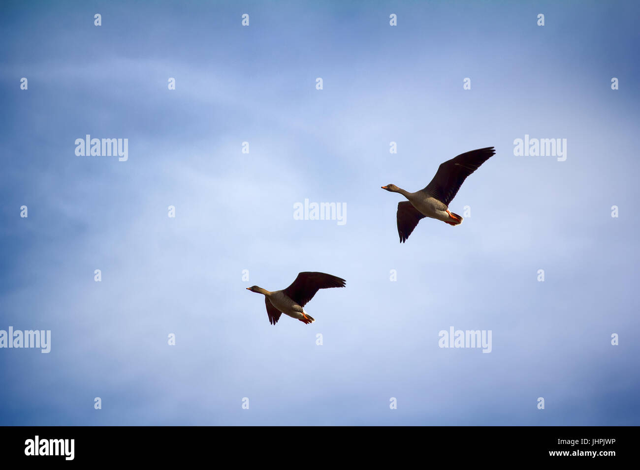 Forest-breeding bean goose (Anser fabalis fabalis) - couple (male is ...