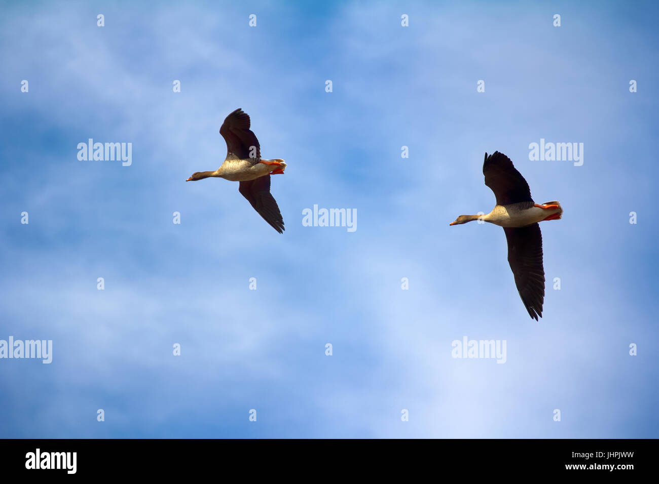 Forest-breeding bean goose (Anser fabalis fabalis) - couple (male is ...