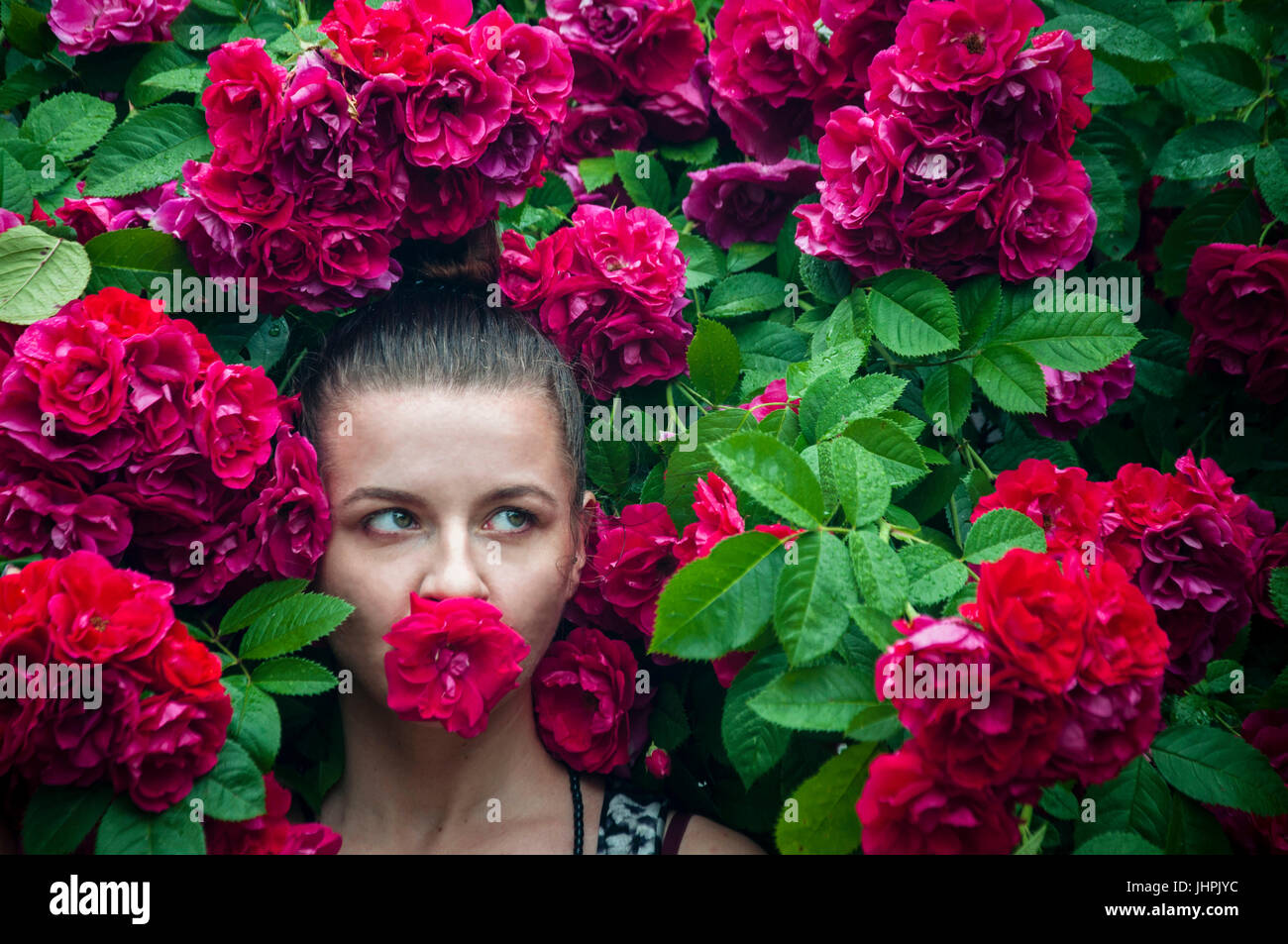 A portrait of a young woman near rose bush Stock Photo - Alamy