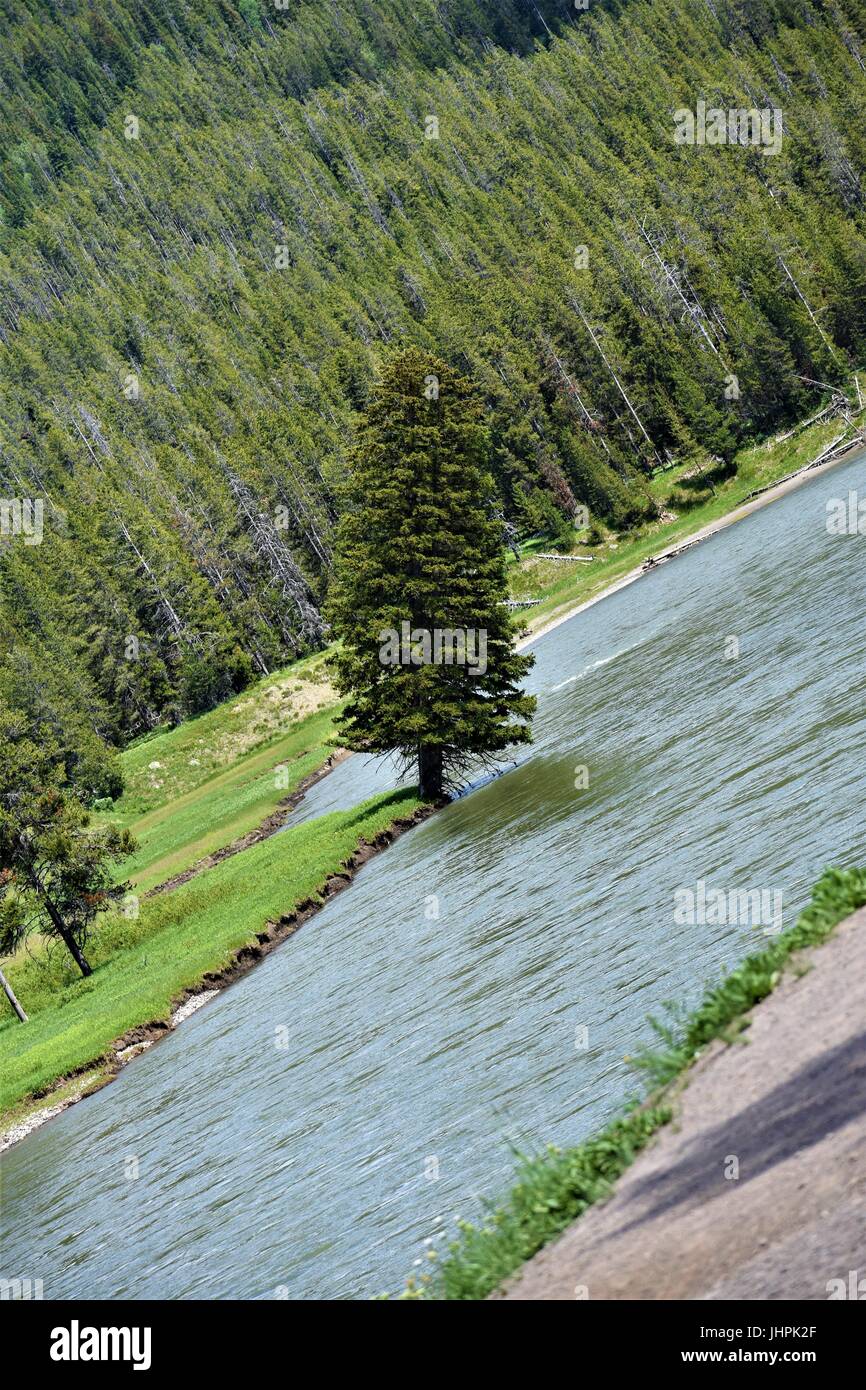 Crooked tree hi-res stock photography and images - Alamy