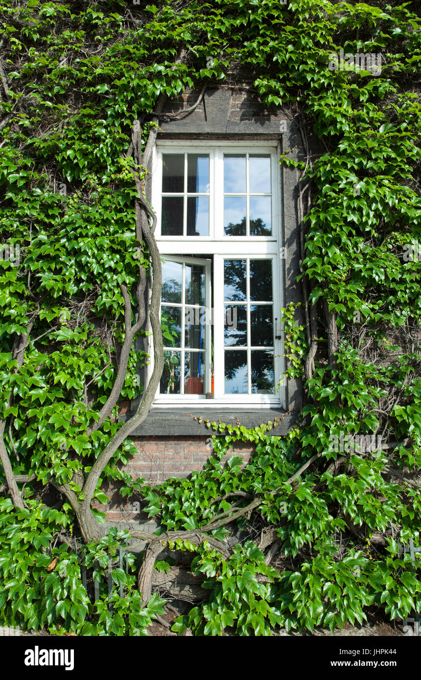 The framed window surrounded by plants in Krakow old town (Poland Stock ...