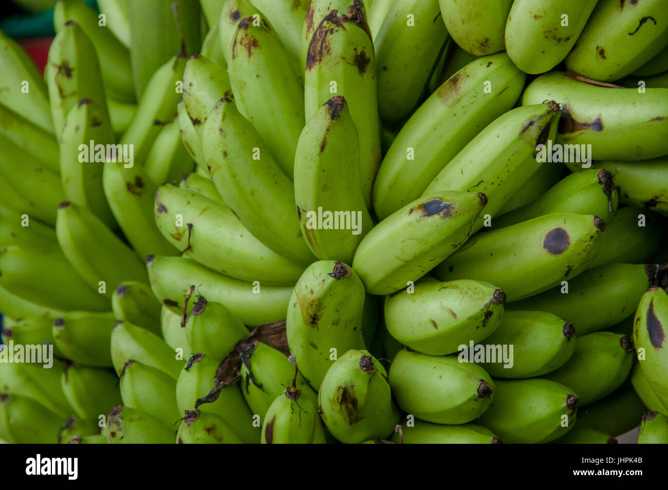 Family musaceae hi-res stock photography and images - Alamy