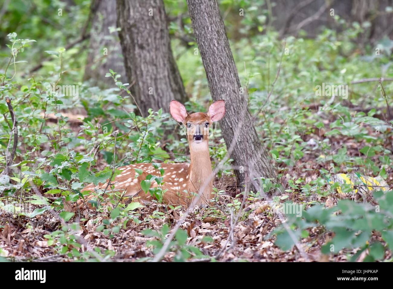 White tailed deer baby hi-res stock photography and images - Alamy