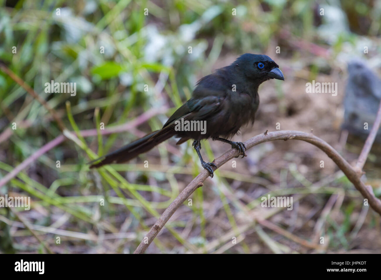 Crypsirina hi-res stock photography and images - Alamy