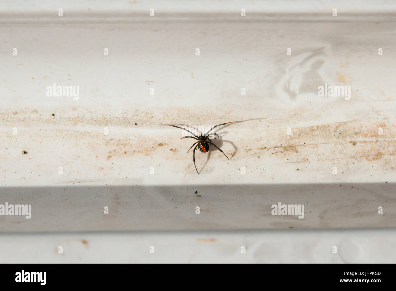 Red back spider hi-res stock photography and images - Alamy