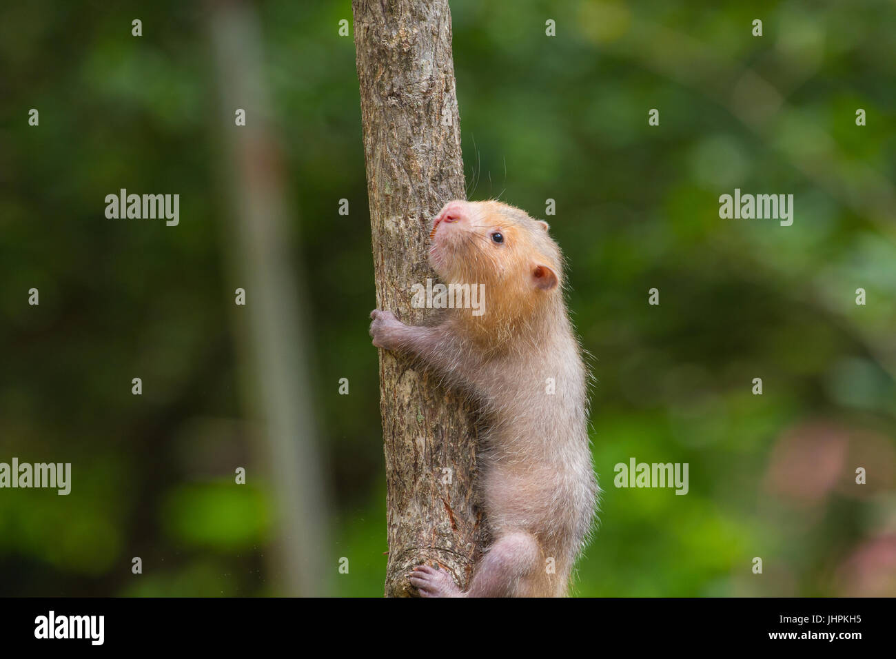 Lesser Bamboo Rat in nature, Thailand (Cannomys badius Stock Photo - Alamy