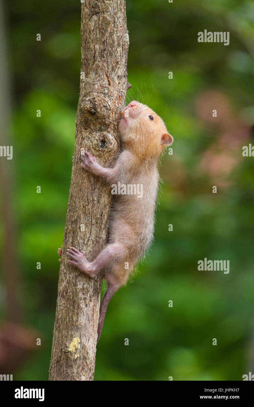 Lesser Bamboo Rat in nature, Thailand (Cannomys badius Stock Photo - Alamy