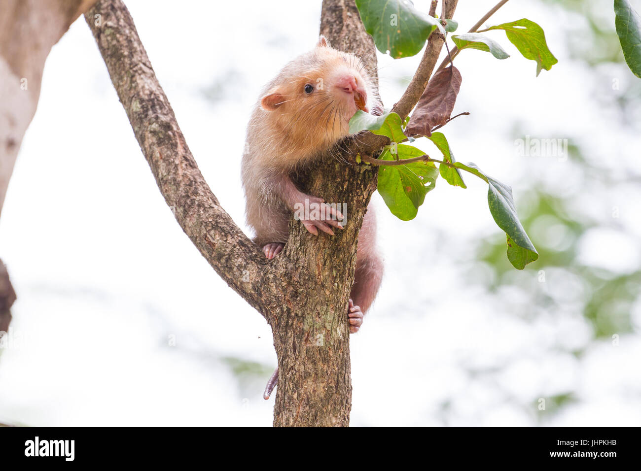 Lesser Bamboo Rat in nature, Thailand (Cannomys badius Stock Photo - Alamy