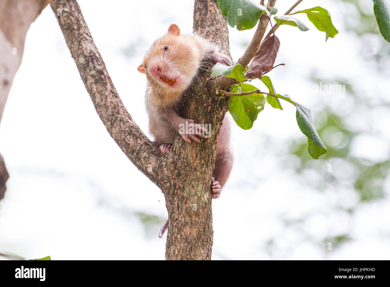 Lesser bamboo rat hi-res stock photography and images - Alamy