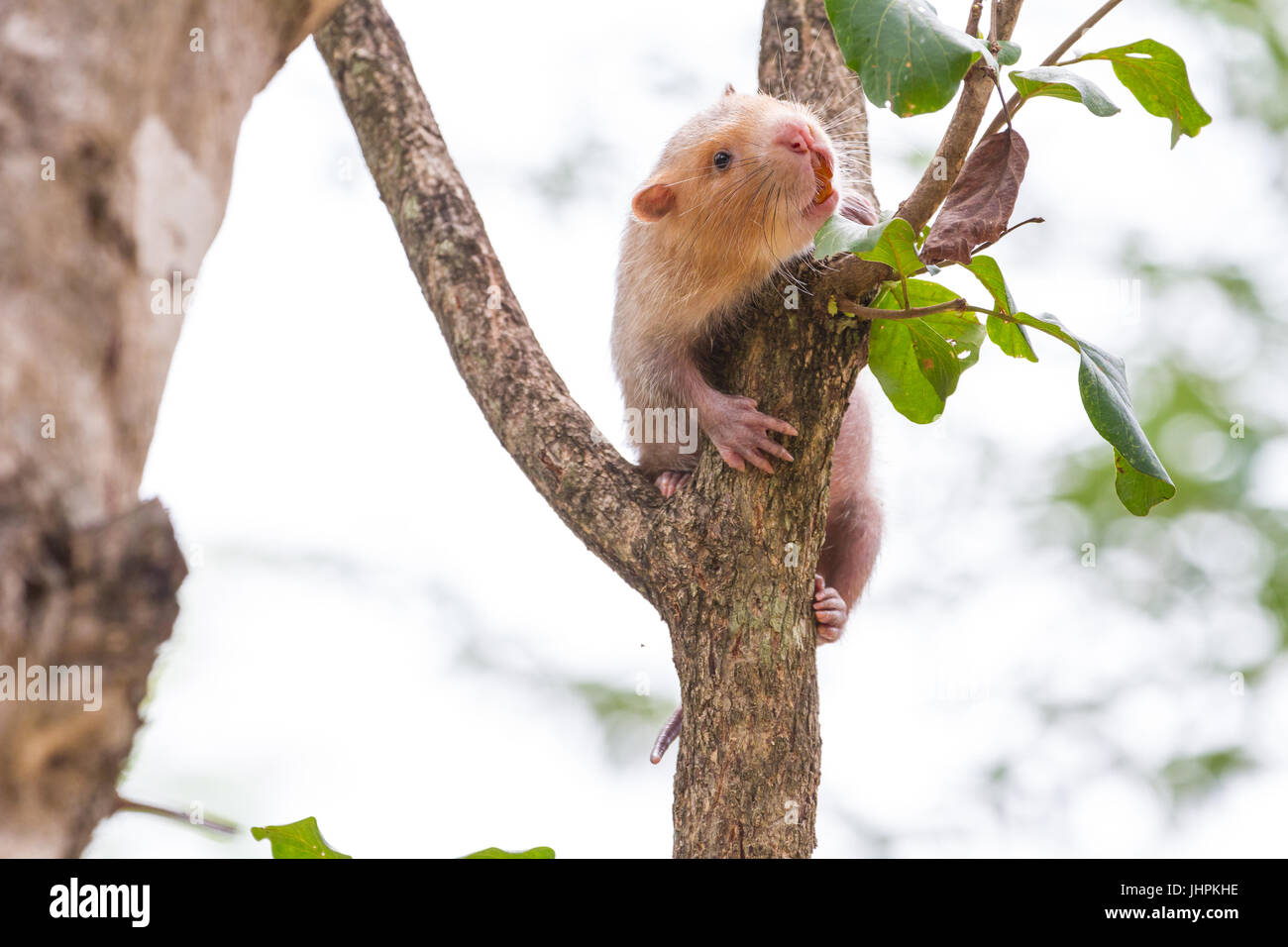 Lesser Bamboo Rat in nature, Thailand (Cannomys badius Stock Photo - Alamy