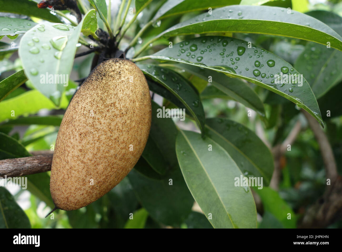 Manilkara Zapota High Resolution Stock Photography and Images - Alamy