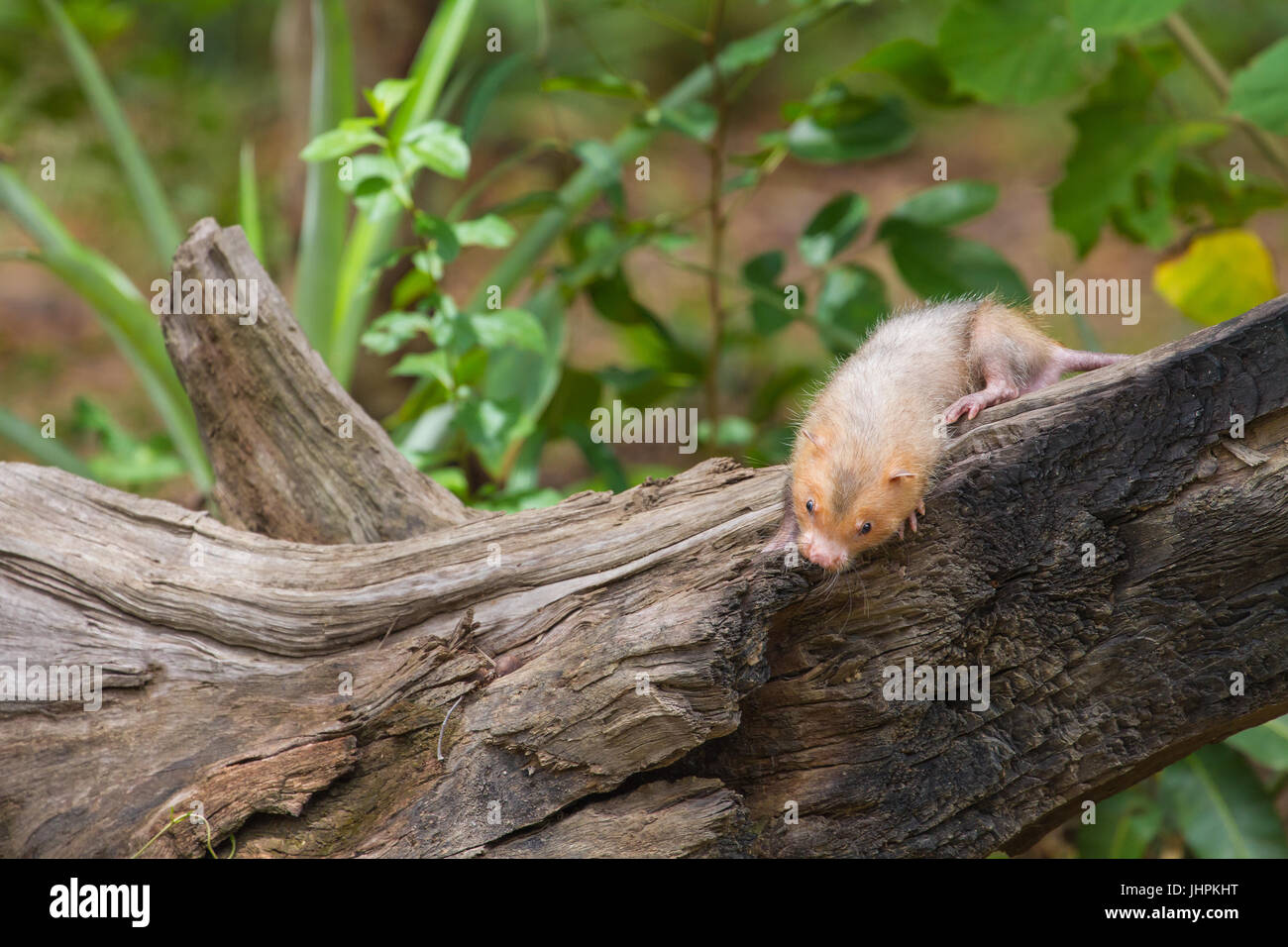 Lesser Bamboo Rat in nature, Thailand (Cannomys badius Stock Photo - Alamy