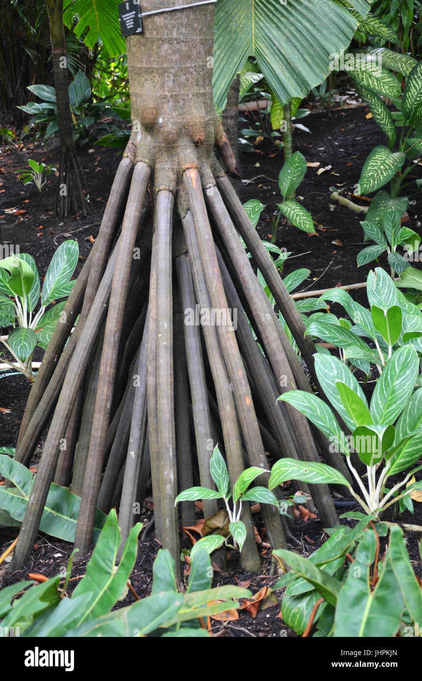 Seychelles stilt palm hi-res stock photography and images - Alamy