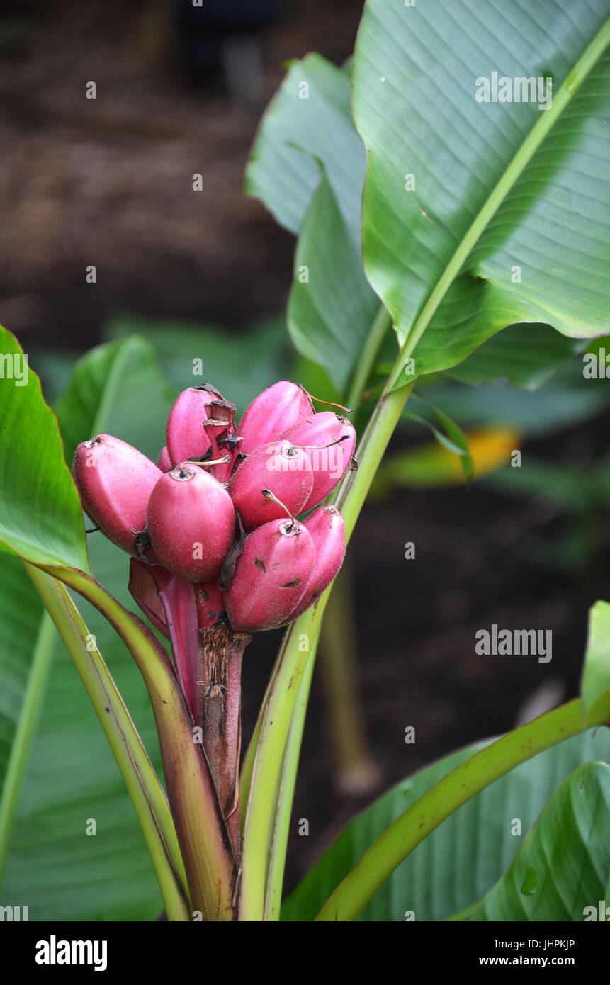 Musa Velutina banana tree in Singapore Botanic Garden Stock Photo - Alamy