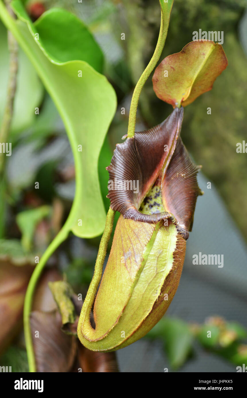 Nepenthes villosa also known as monkey pitcher plant Stock Photo - Alamy