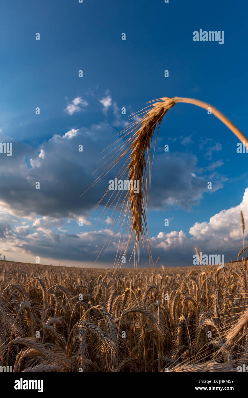 Wheat crop ready for harvest Stock Photo - Alamy