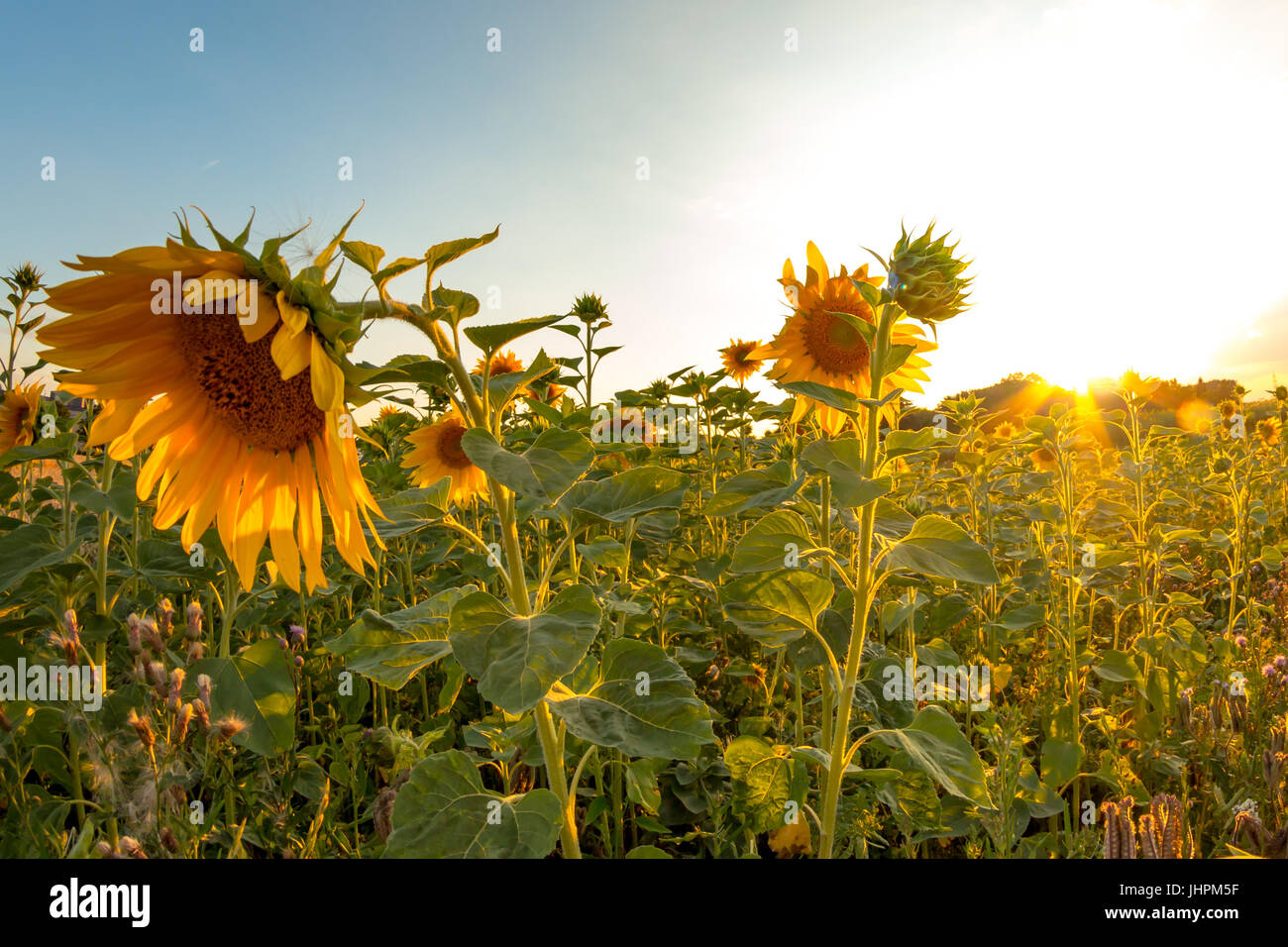 sunflower in sunset colors Stock Photo - Alamy
