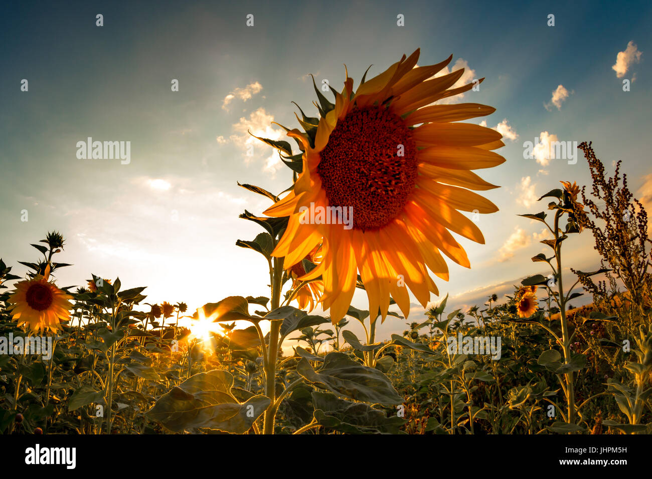 sunflower in sunset colors Stock Photo - Alamy