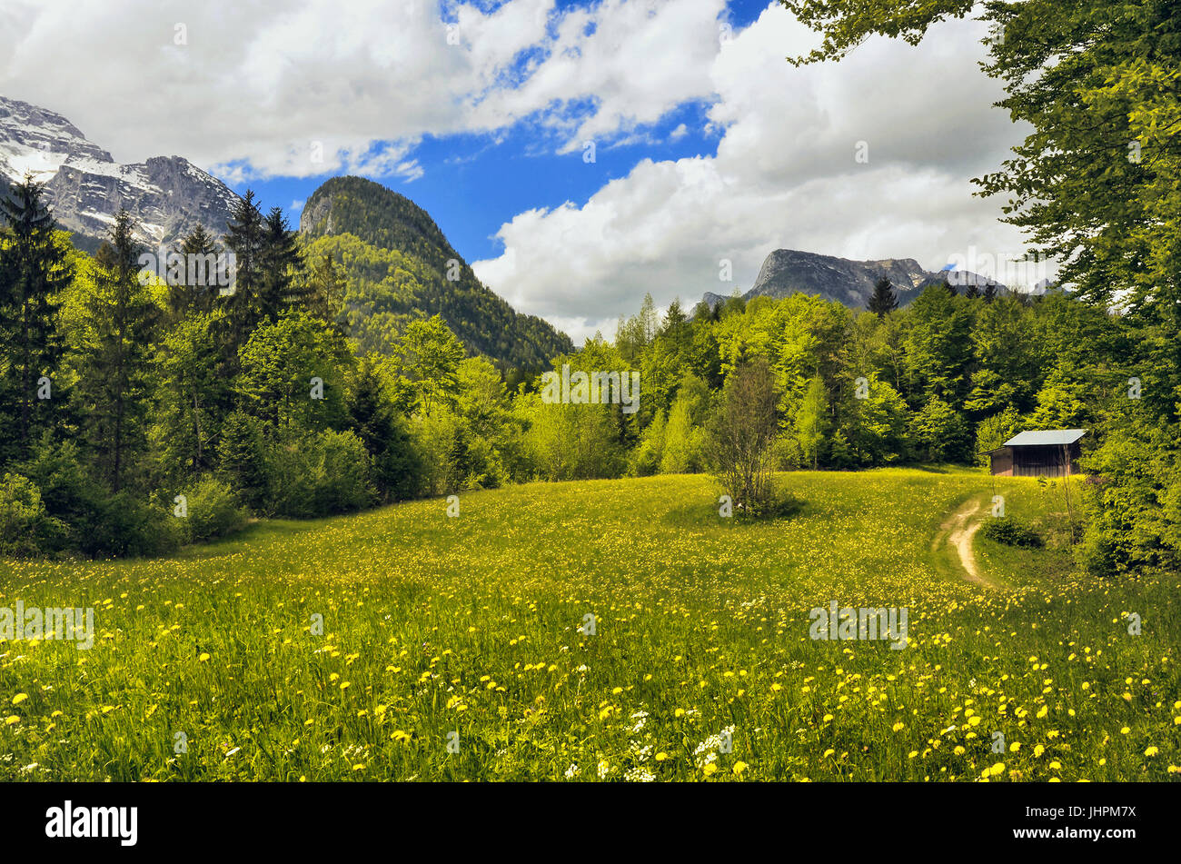 summer alps meadow landscape lofer austria Stock Photo - Alamy