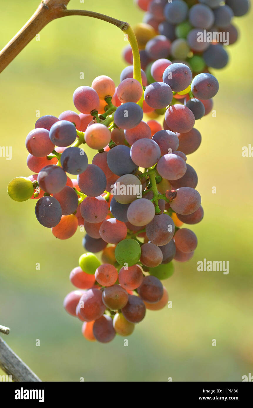 Pack of grapes hi-res stock photography and images - Alamy