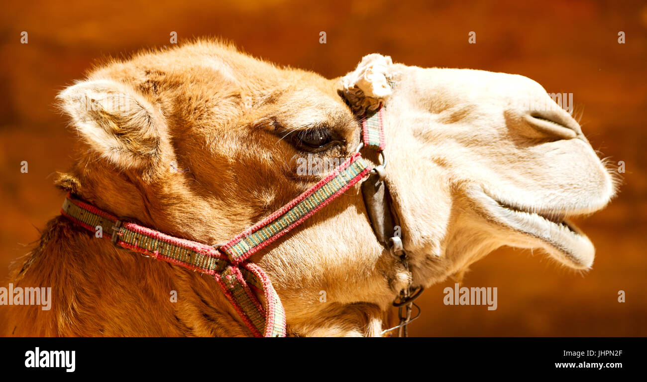in petra jordan the camel for the tourist near the antique wonder site ...