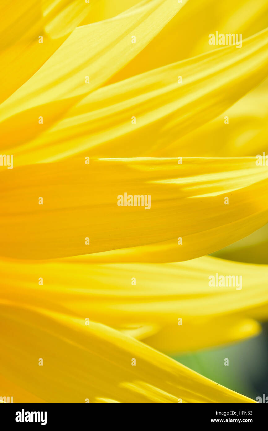 Macro texture of vibrant yellow Sunflower petals in vertical frame ...