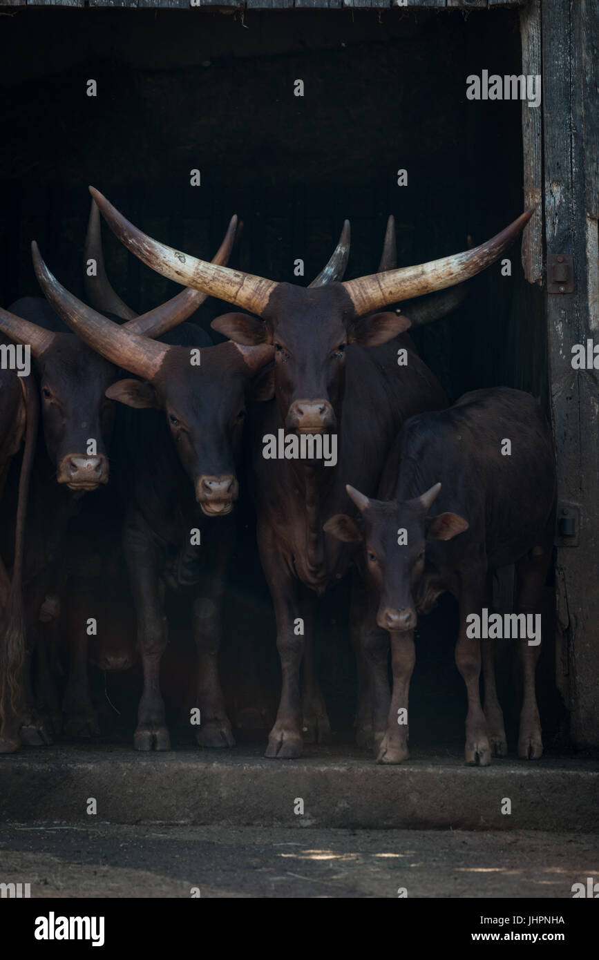 Watusi ankole longhorn cows hi-res stock photography and images - Alamy