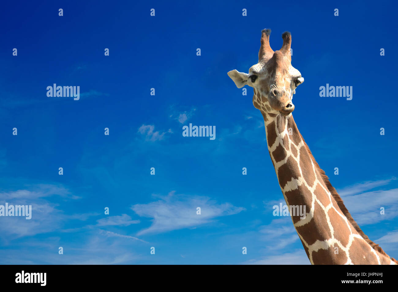 giraffe on blue sky background Stock Photo - Alamy