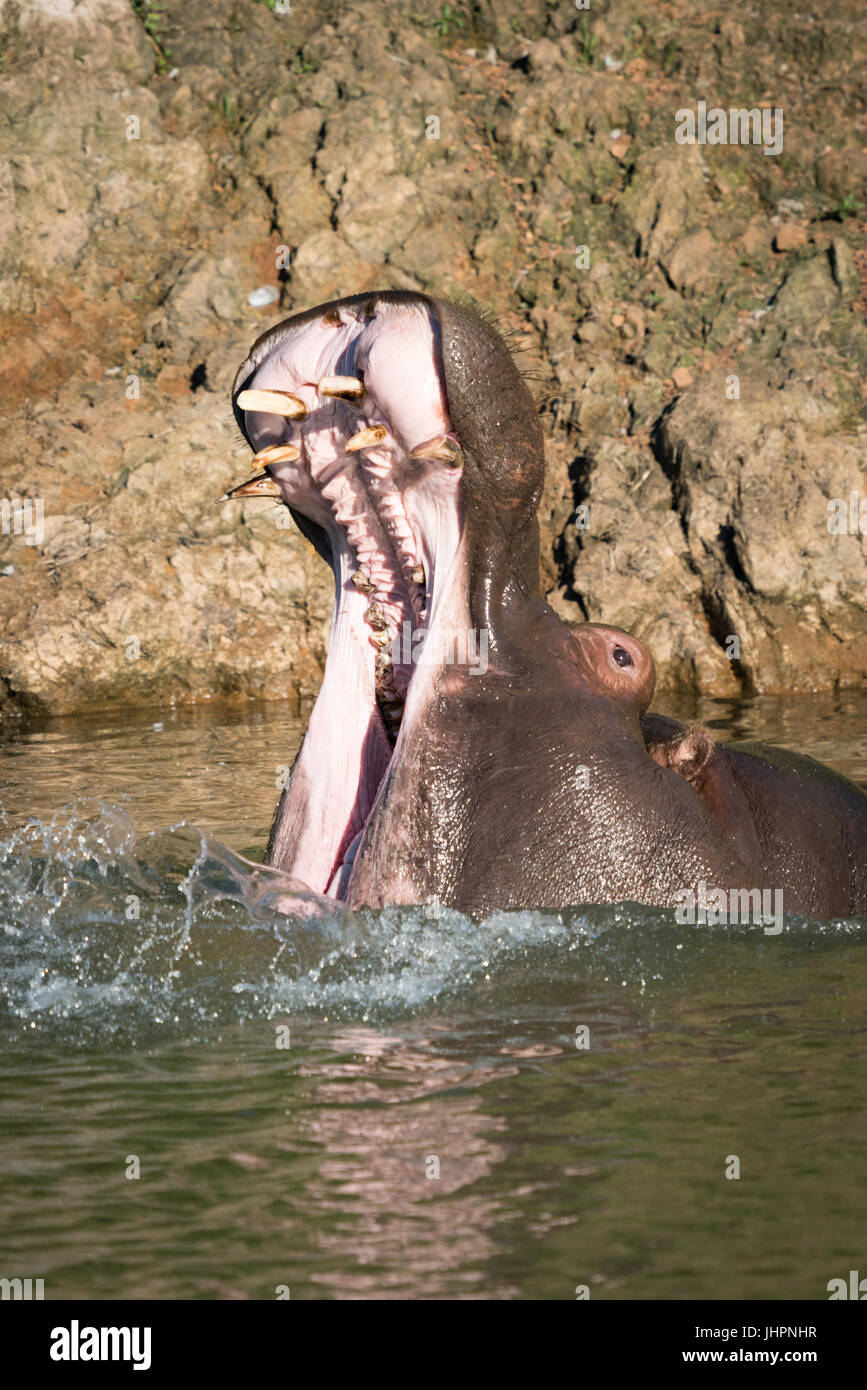 Hippopotamus opening mouth wide in calm lake Stock Photo - Alamy