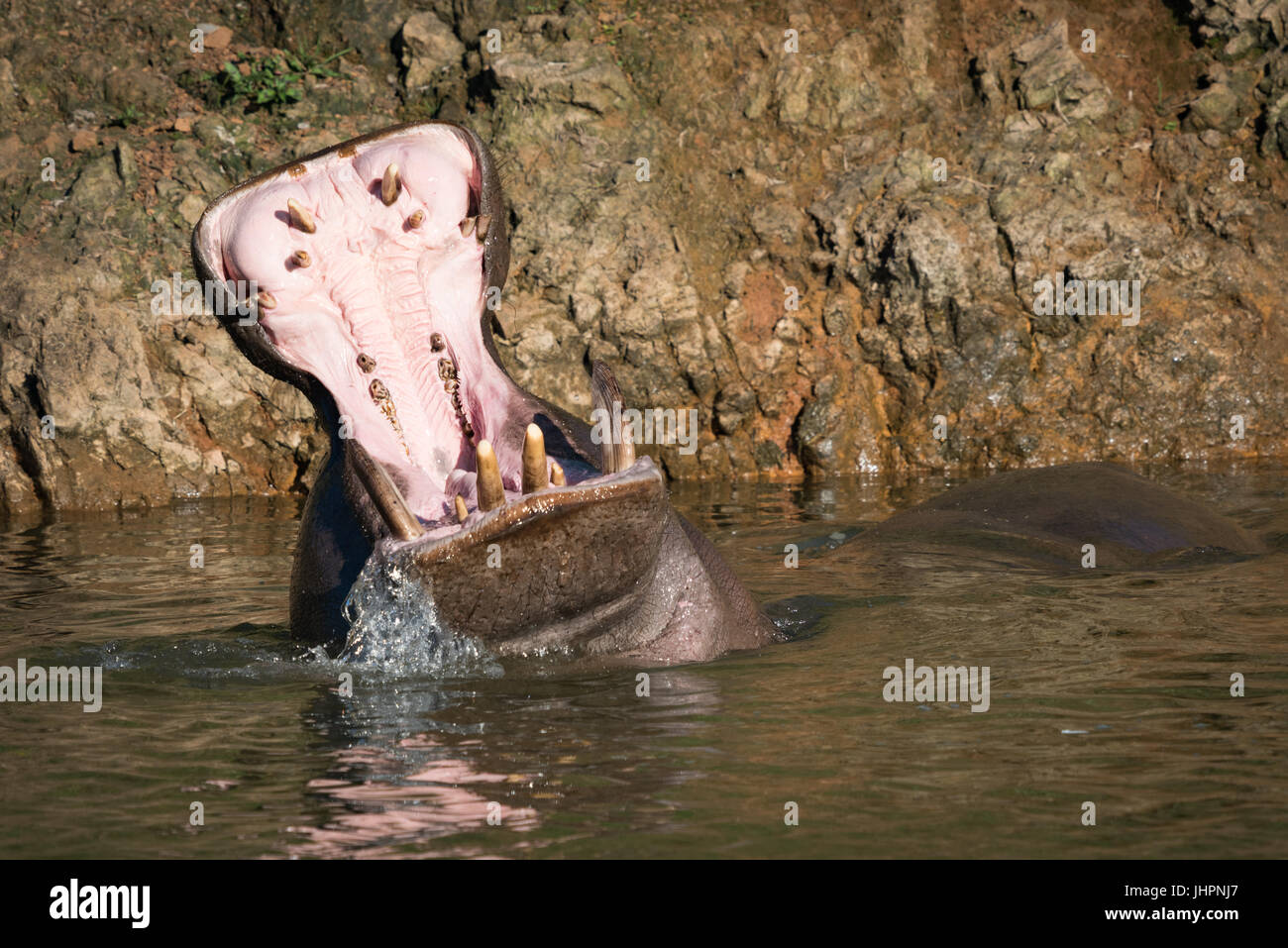 Hippopotamus opening mouth wide in calm water Stock Photo - Alamy