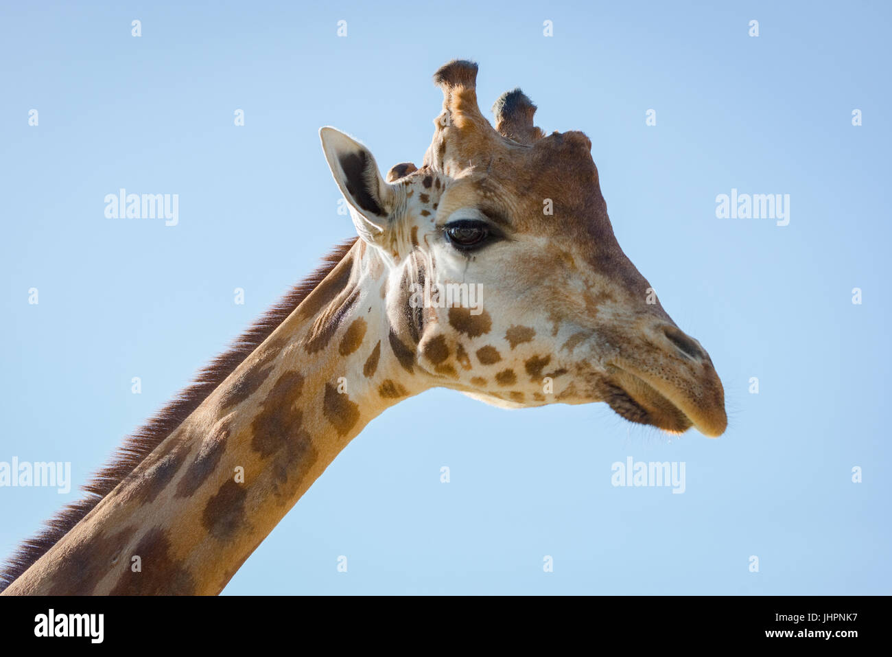 Close-up of head of giraffe looking down Stock Photo - Alamy