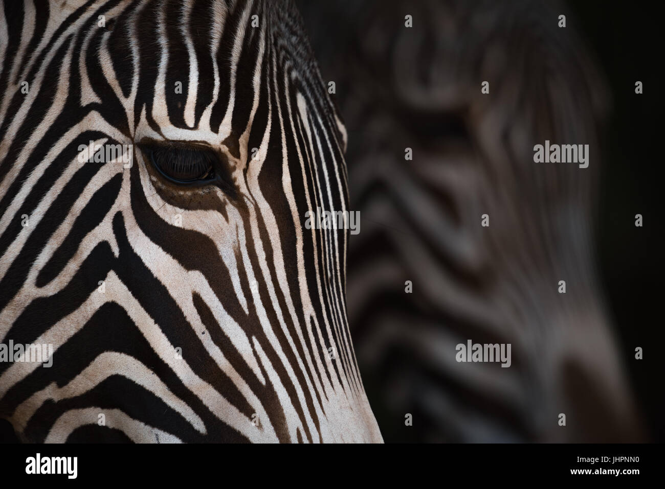 Side face zebra close up hi-res stock photography and images - Alamy
