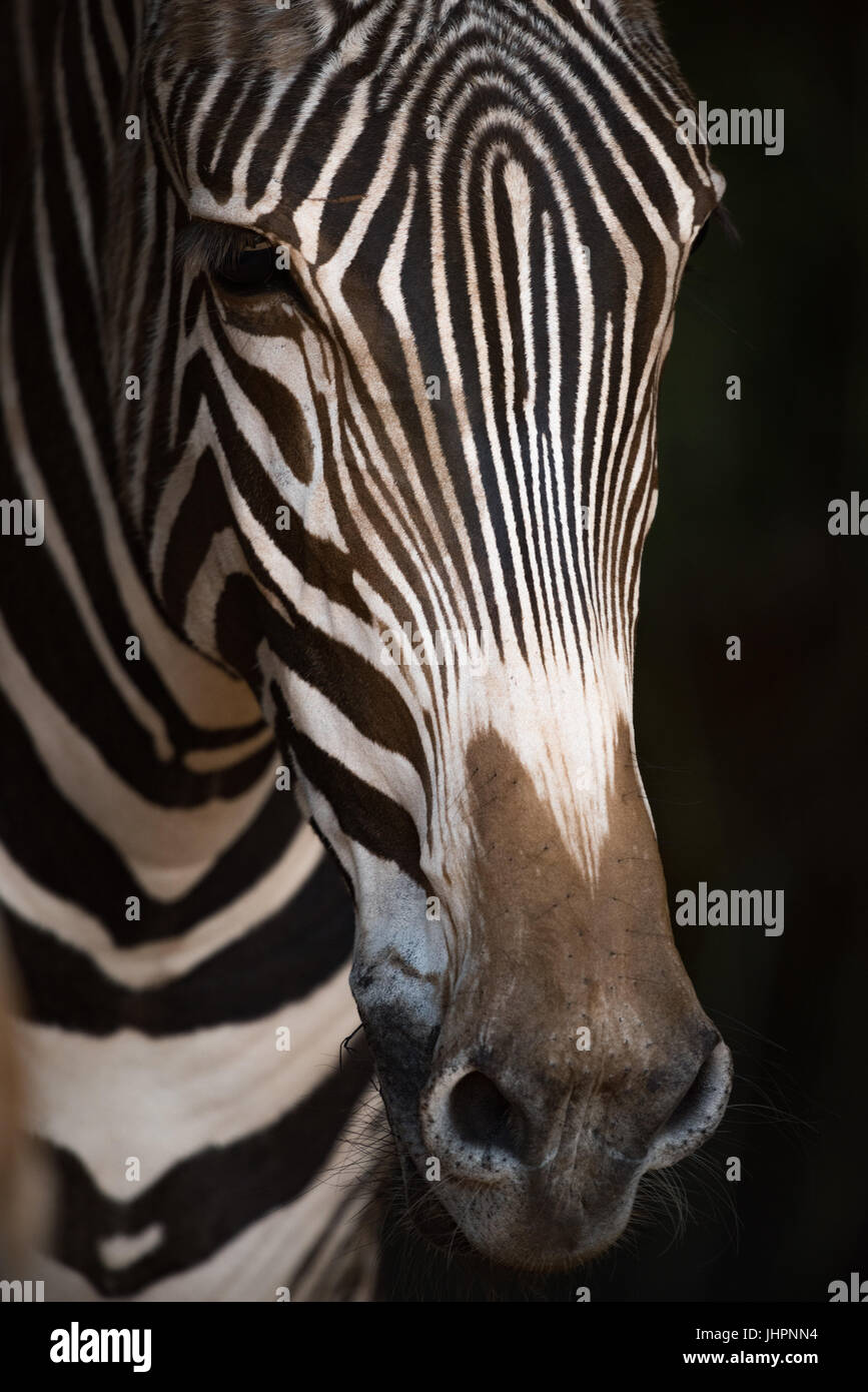 Zebra nose hi-res stock photography and images - Alamy