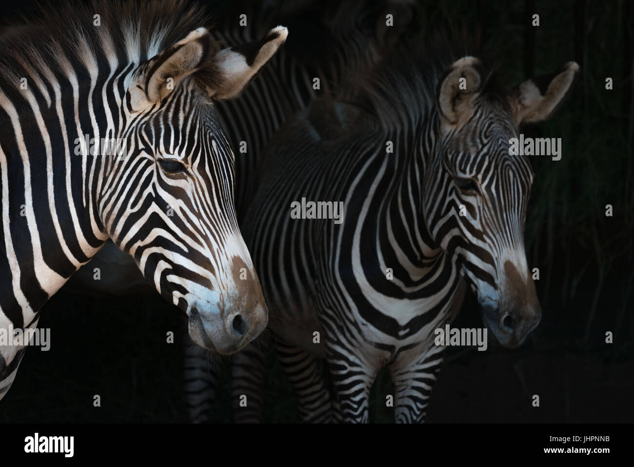 Imperial zebra foal hi-res stock photography and images - Alamy