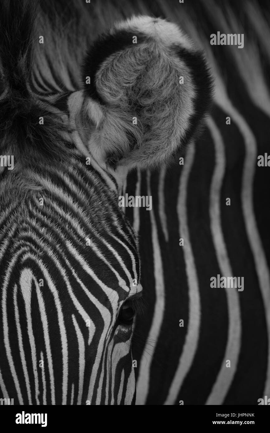 Mono close-up of ear of Grevy zebra Stock Photo - Alamy