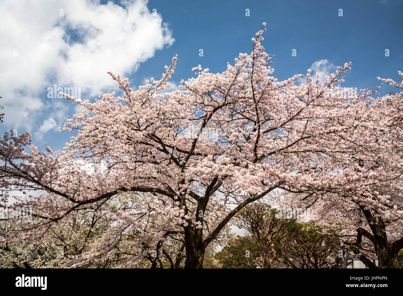 Sakura cherry blossoms in the Shinjuku Gyoen National Gardens in Tokyo ...