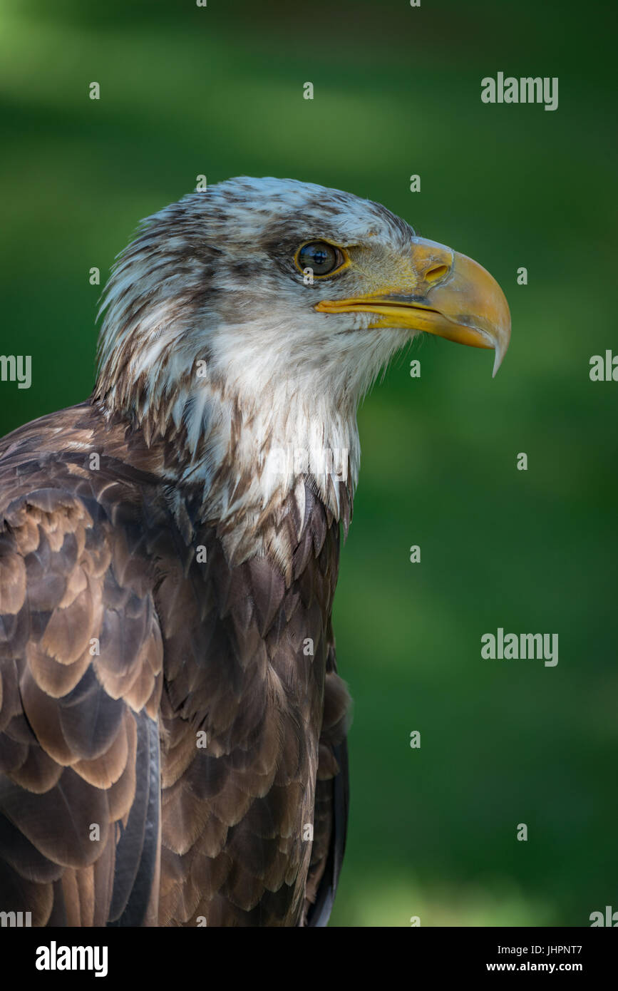 Close-up of bald eagle head and neck Stock Photo - Alamy