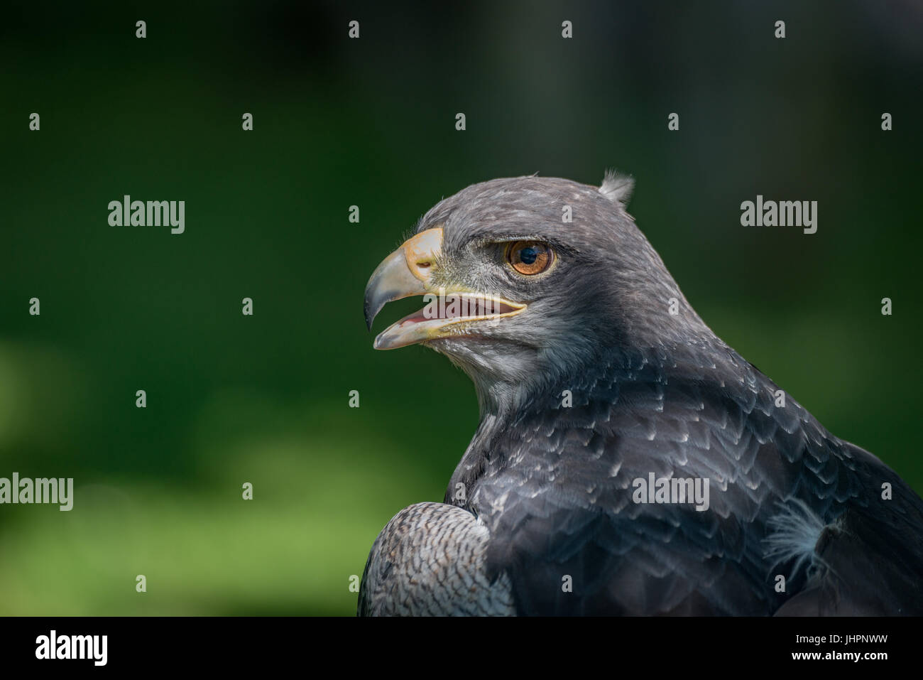 Close-up of black-chested buzzard-eagle half in sun Stock Photo - Alamy