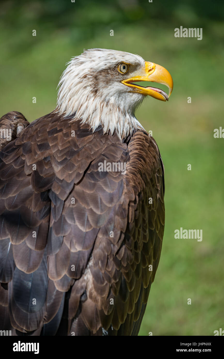 Close-up of bald eagle with beak open Stock Photo - Alamy