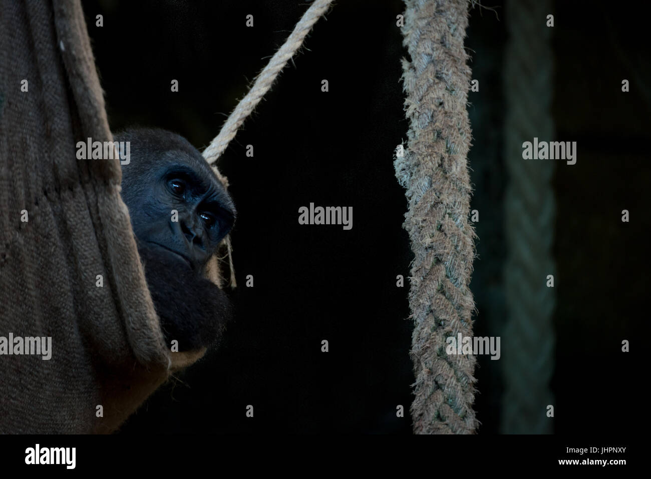 Gorilla rope High Resolution Stock Photography and Images - Alamy