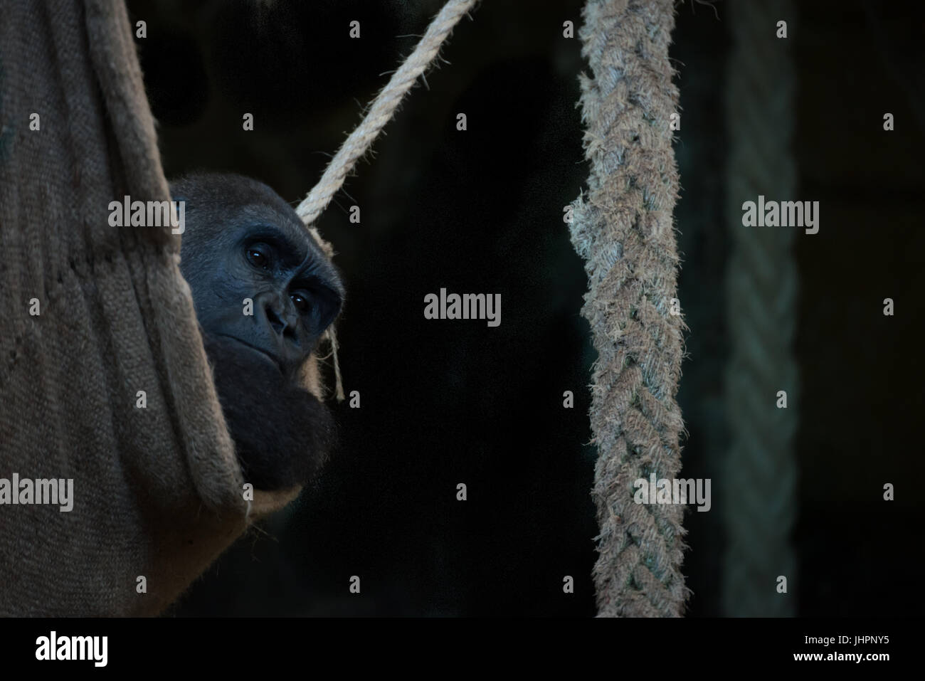 Gorilla rope High Resolution Stock Photography and Images - Alamy