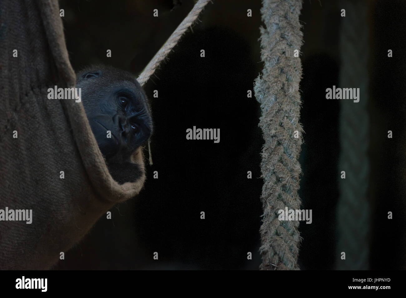 Gorilla rope hi-res stock photography and images - Alamy