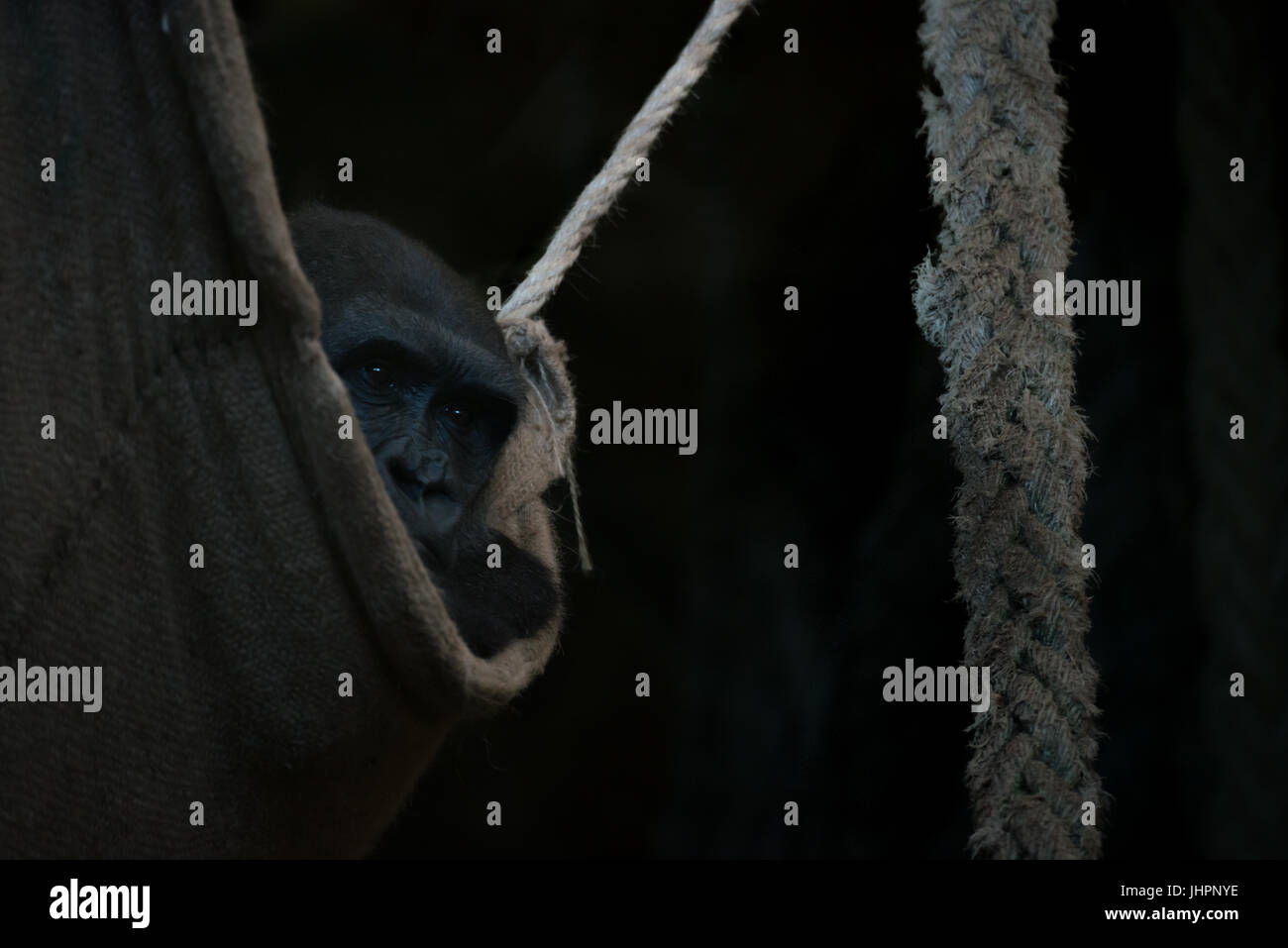 Gorilla rope High Resolution Stock Photography and Images - Alamy